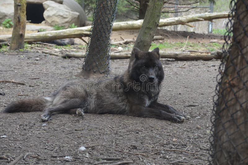 Wolf stock image. Image of eyes, detail, growing, habitat - 91665791