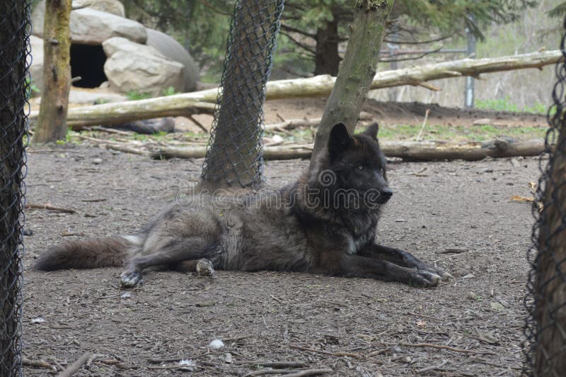 Wolf stock image. Image of snout, outside, scary, grey - 24563227