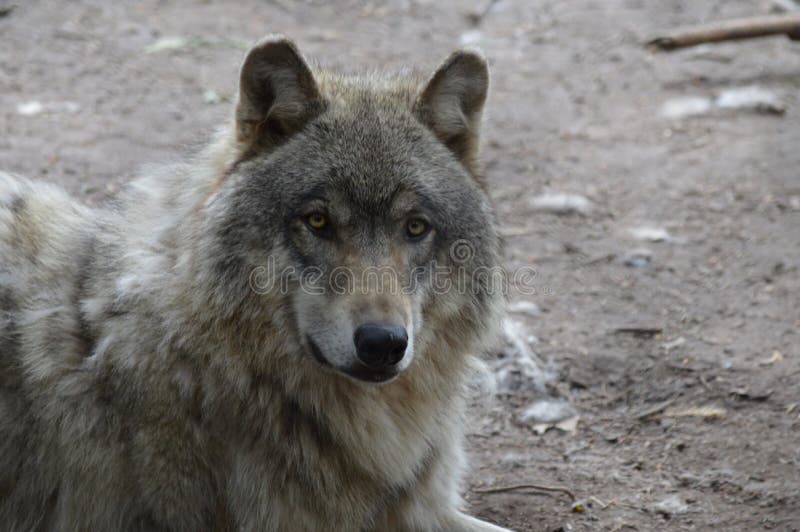 A wolf in the outdoors stock photo. Image of center - 118834742