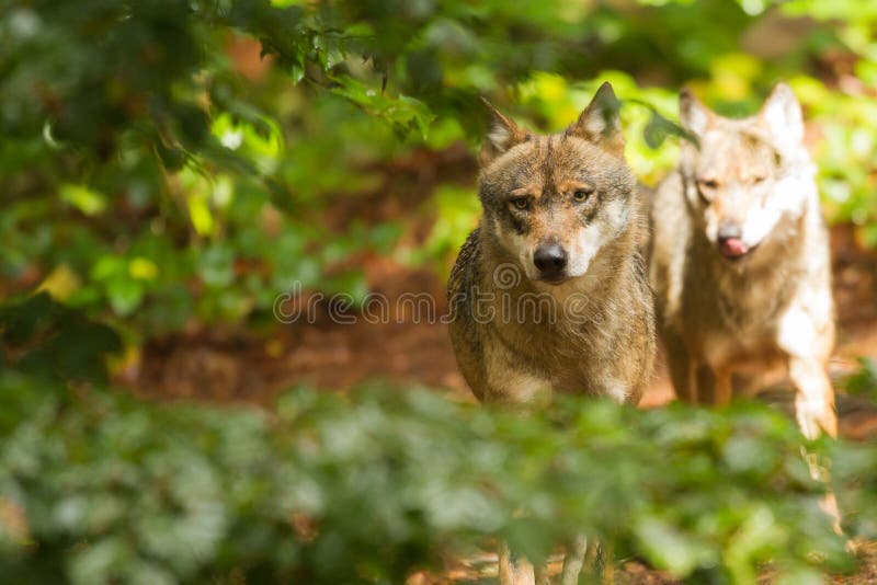 Intense Wolf in the Shadows Stock Image - Image of glare, muzzle: 11950823