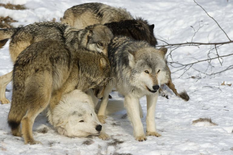 3,177 Gray Wolf Pack Stock Photos - Free & Royalty-Free Stock Photos ...