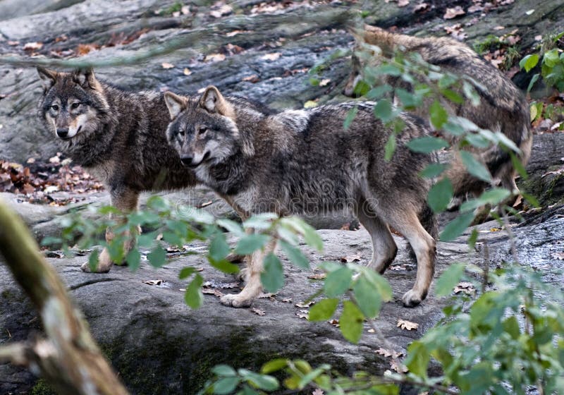 Pack of European Grey Wolves Stock Image - Image of zoology, predator ...