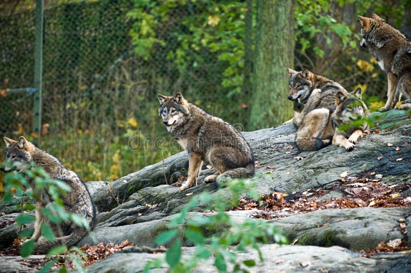 Alpha Male an Female Grey Wolf Courting Stock Photo - Image of fierce ...