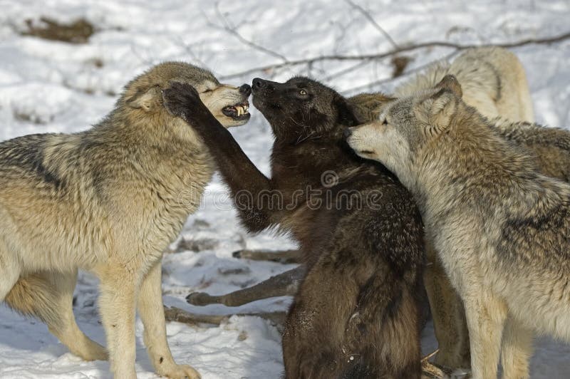 Showing wolf dominance stock photo. Image of power, wolfs - 46744