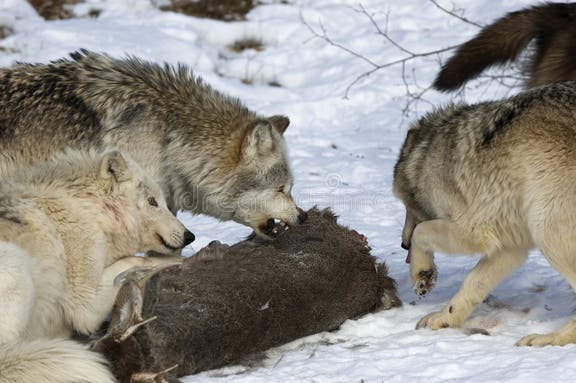 Wolf pack behavior stock photo. Image of grey, wolf, wolves - 13230322