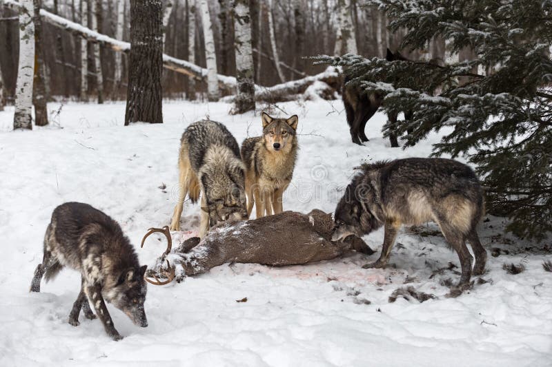 Wolf Pack Canis Lupus Mills Around Deer Carcass Winter Stock Image ...