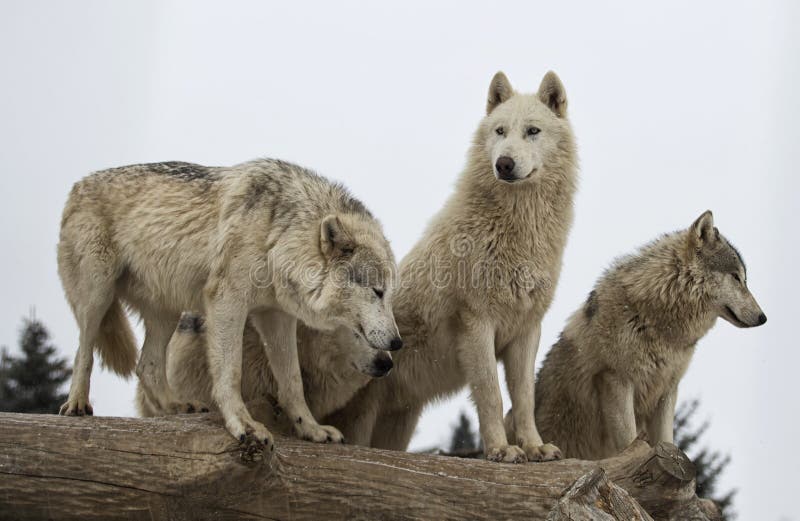 Wild Animal Wolf Pack Standing Playing North American Wildlife Stock ...