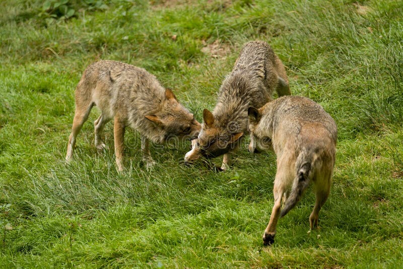 Wolf pack eating stock image. Image of meat, winter, eating - 29421441