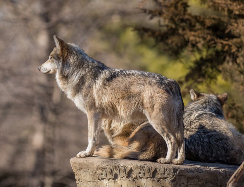 194 Leader Pack Wolf Stock Photos - Free & Royalty-Free Stock Photos ...