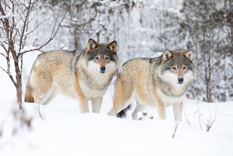 Two Beautiful Wolves in Cold Winter Landscape Stock Photo - Image of ...