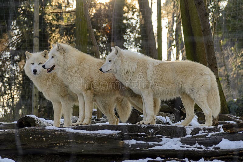 Pack of arctic wolves stock photo. Image of wild, fauna - 181764494