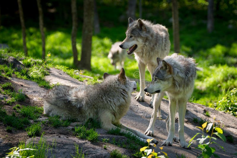 Three wolves stock photo. Image of pack, team, lupus, furry - 9217102