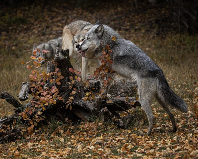 Wolf Pack at Triple D stock photo. Image of nature, female - 166905336