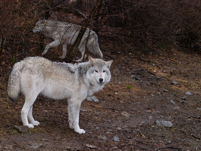 Single Line Wolf Stock Photos - Free & Royalty-Free Stock Photos from ...