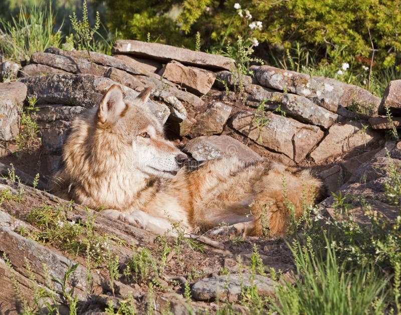 Gray wolf Canis Lupus stock photo. Image of closeup, canis - 27465270