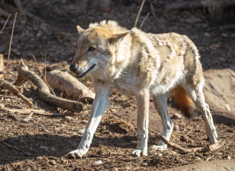 Wolf in the Park in Early Spring. Stock Photo - Image of mammal ...