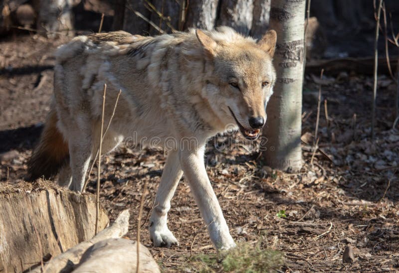 Wolf in the Park in Early Spring. Stock Image - Image of tree, calm ...