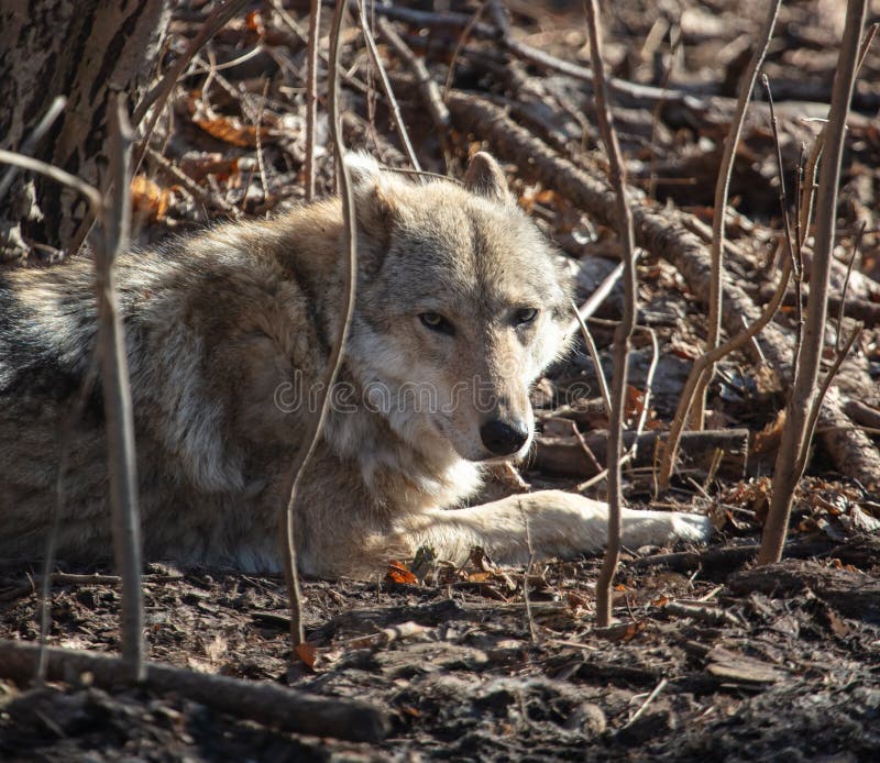 Wolf in the Park in Early Spring. Stock Image - Image of spring, happy ...