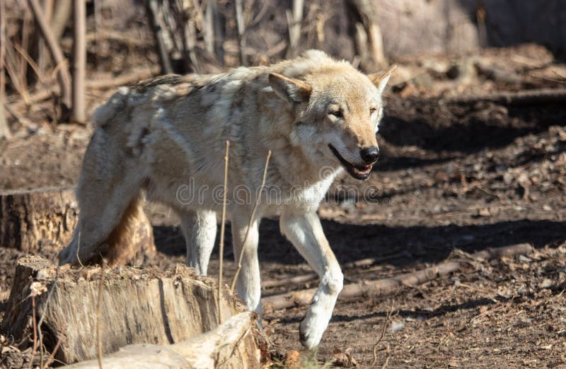 Wolf in the Park in Early Spring. Stock Image - Image of outdoors ...