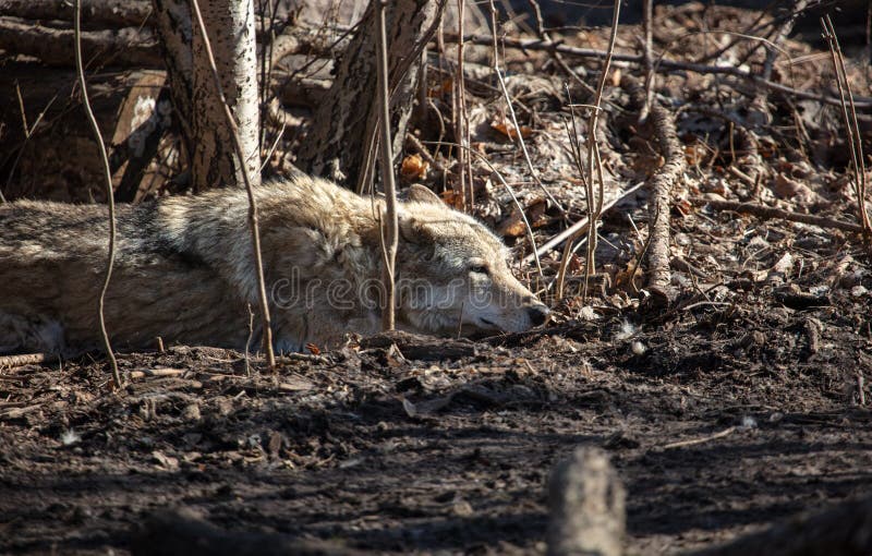 Wolf in the Park in Early Spring. Stock Image - Image of woods, walk ...