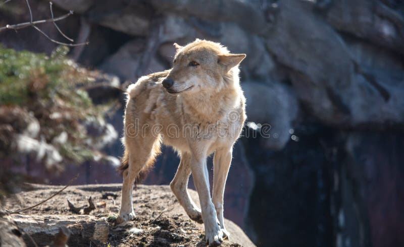 Wolf in the Park in Early Spring. Stock Image - Image of walk, forest ...