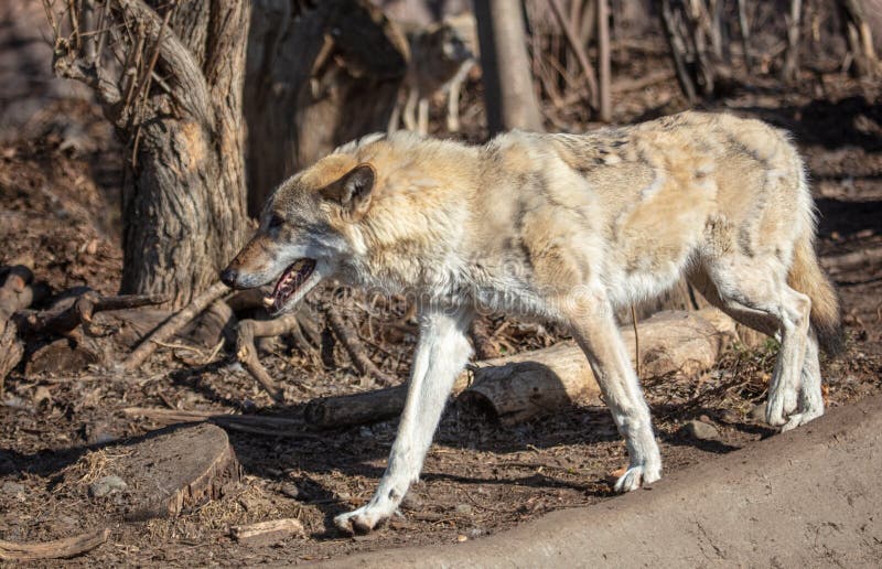 Wolf in the Park in Early Spring. Stock Image - Image of wolf ...