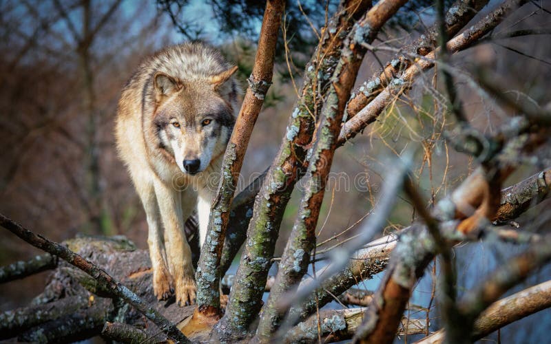 Wolf Peering through the Trees Stock Photo - Image of staring, white ...