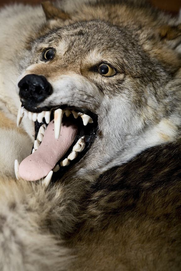 Wolf Pelt Floor Stock Photos - Free & Royalty-Free Stock Photos from ...