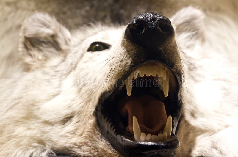 Wolf pelt stock photo. Image of white, pelt, open, snout - 39287782