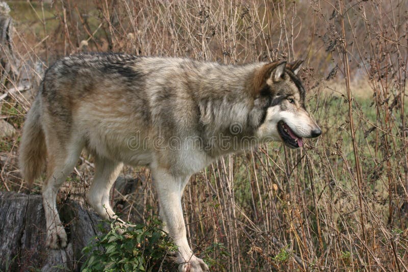 176 Wolf Stalking Prey Stock Photos - Free & Royalty-Free Stock Photos ...