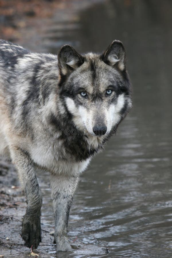 176 Wolf Stalking Prey Stock Photos - Free & Royalty-Free Stock Photos ...