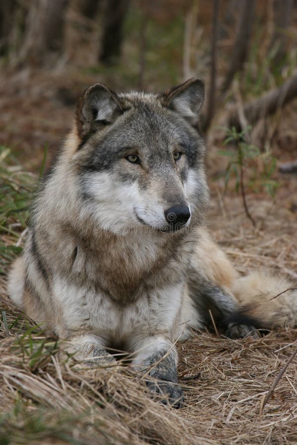 176 Wolf Stalking Prey Stock Photos - Free & Royalty-Free Stock Photos ...