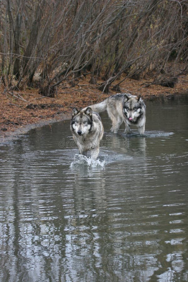 176 Wolf Stalking Prey Stock Photos - Free & Royalty-Free Stock Photos ...