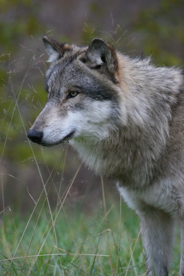 231 Wolf Stalking Prey Stock Photos - Free & Royalty-Free Stock Photos ...