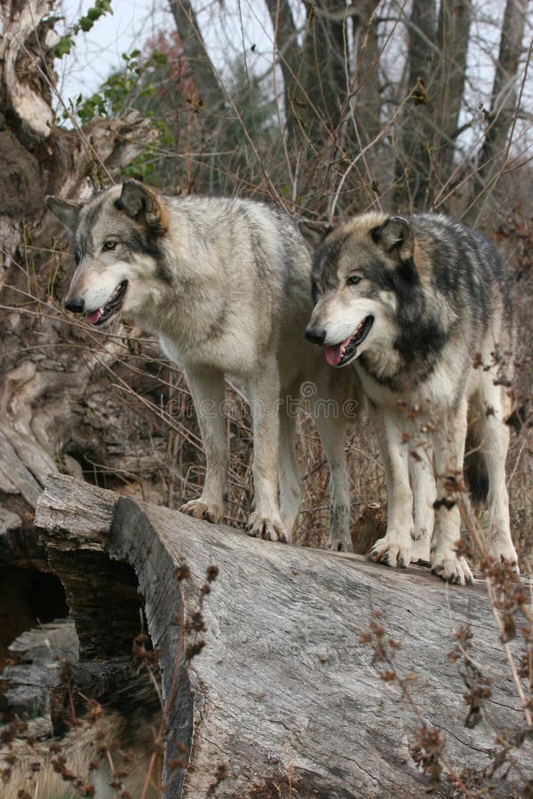 Wolf stock photo. Image of timber, wolfdog, nature, wolves - 48712372