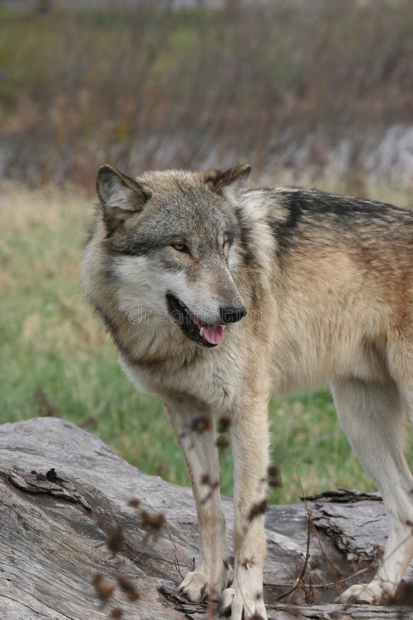 621 Prey Wolves Photos - Free & Royalty-Free Stock Photos from Dreamstime