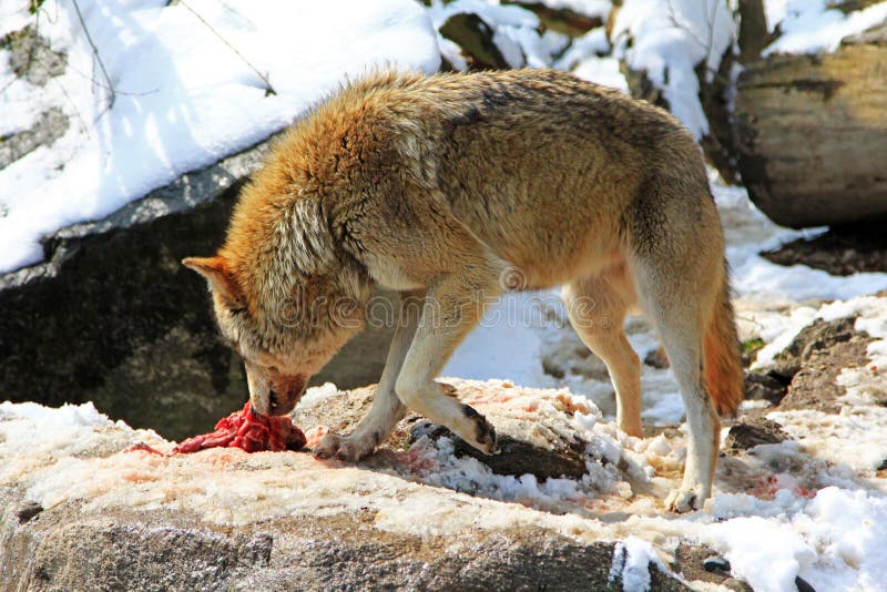 541 Wolf Eating Meat Stock Photos - Free & Royalty-Free Stock Photos ...