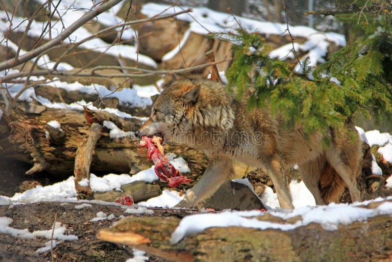 562 Wolf Eating Meat Stock Photos - Free & Royalty-Free Stock Photos ...