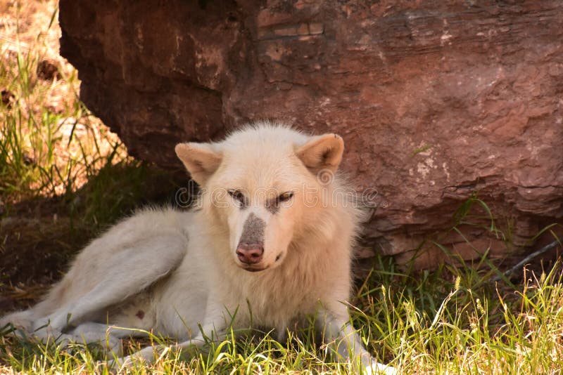Wolf with a Pink Nose Dozing Off Under a Rock Stock Image - Image of ...