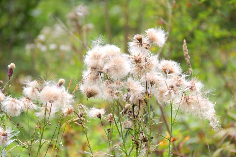 Wolf plants in the forest stock photo. Image of forest - 384908668