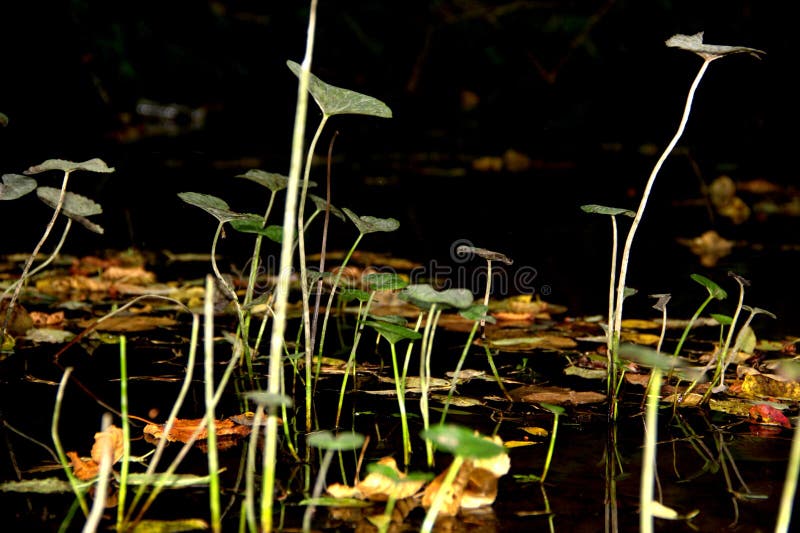 Wolf plants in the forest stock photo. Image of nature - 384908744