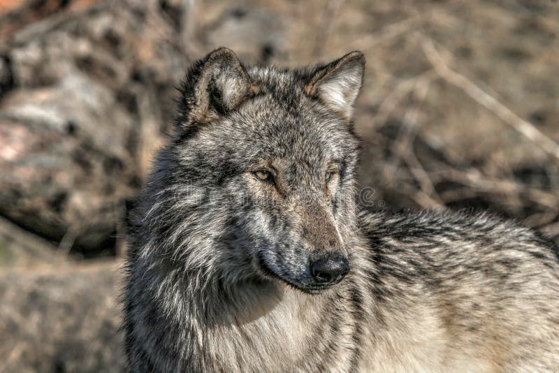 Wolf portrait stock photo. Image of portrait, wolves - 102381776