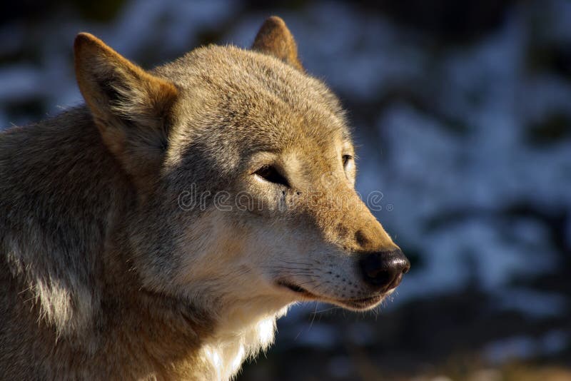 Wolf Portrait Picture. Image: 1448549