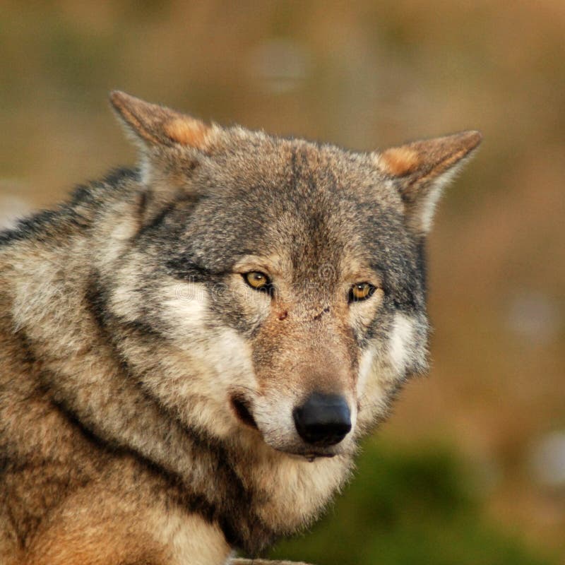 Timber Wolf Portrait stock photo. Image of canis, carnivore - 9065736