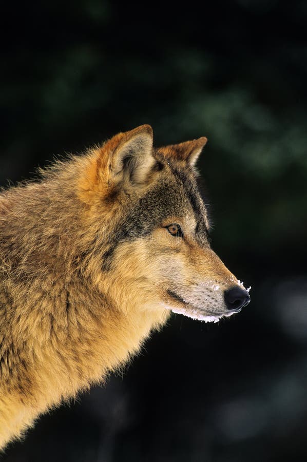 Wolf portrait stock image. Image of living, leader, beautiful - 23266863