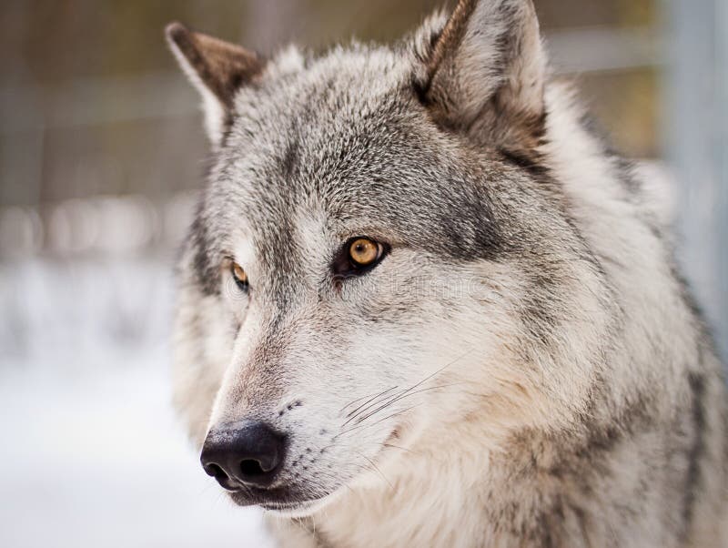 Wolf portrait stock image. Image of living, leader, beautiful - 23266863