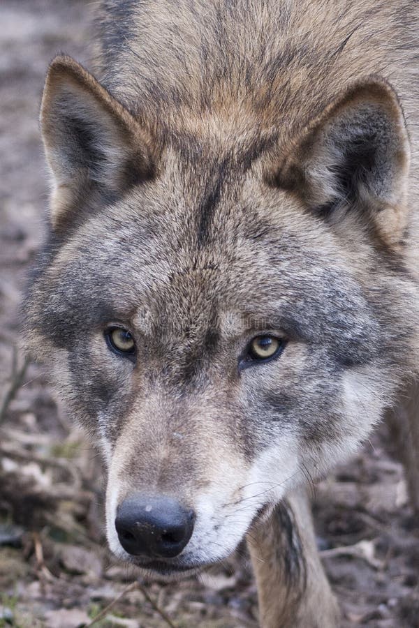 Wolf Portrait stock image. Image of european, forest - 25406405