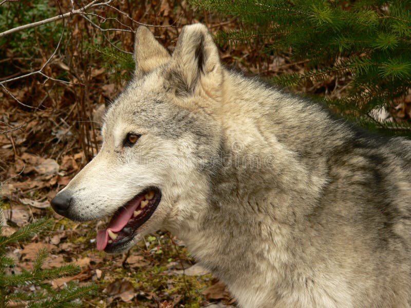 Wolf Portrait stock photo. Image of face, alpha, natural - 677928