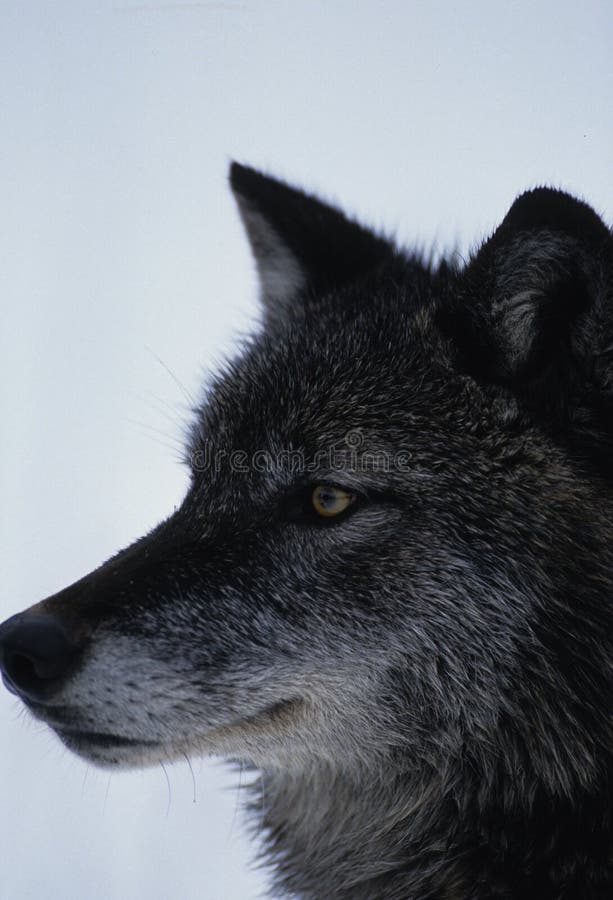 Wolf Portrait stock photo. Image of animal, canine, portrait - 8827354