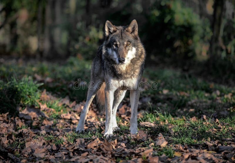 Wolf Portrait stock image. Image of canine, animal, mystic - 66051117